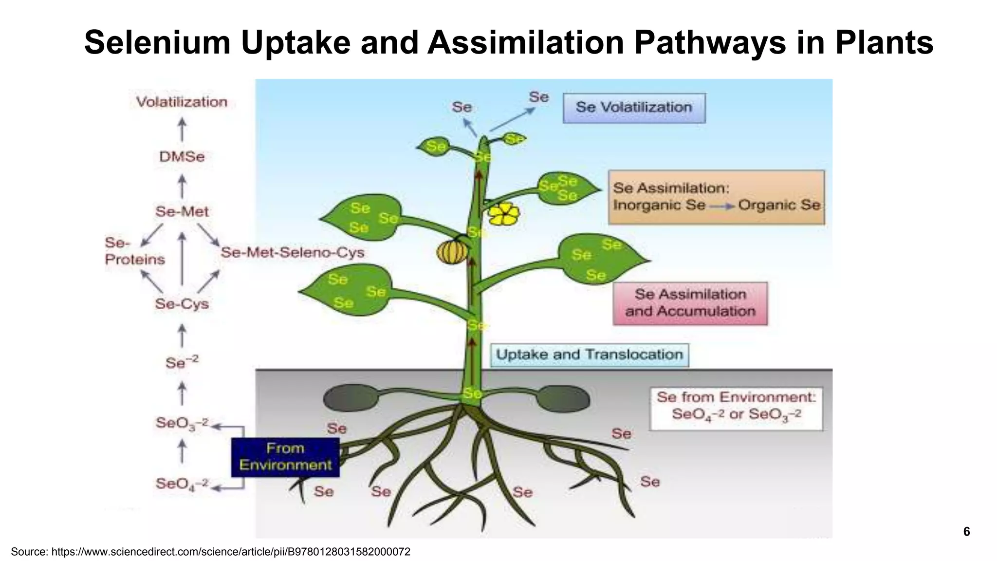 Biofortification and Phytoremediation Strategies of Selenium | PPTX