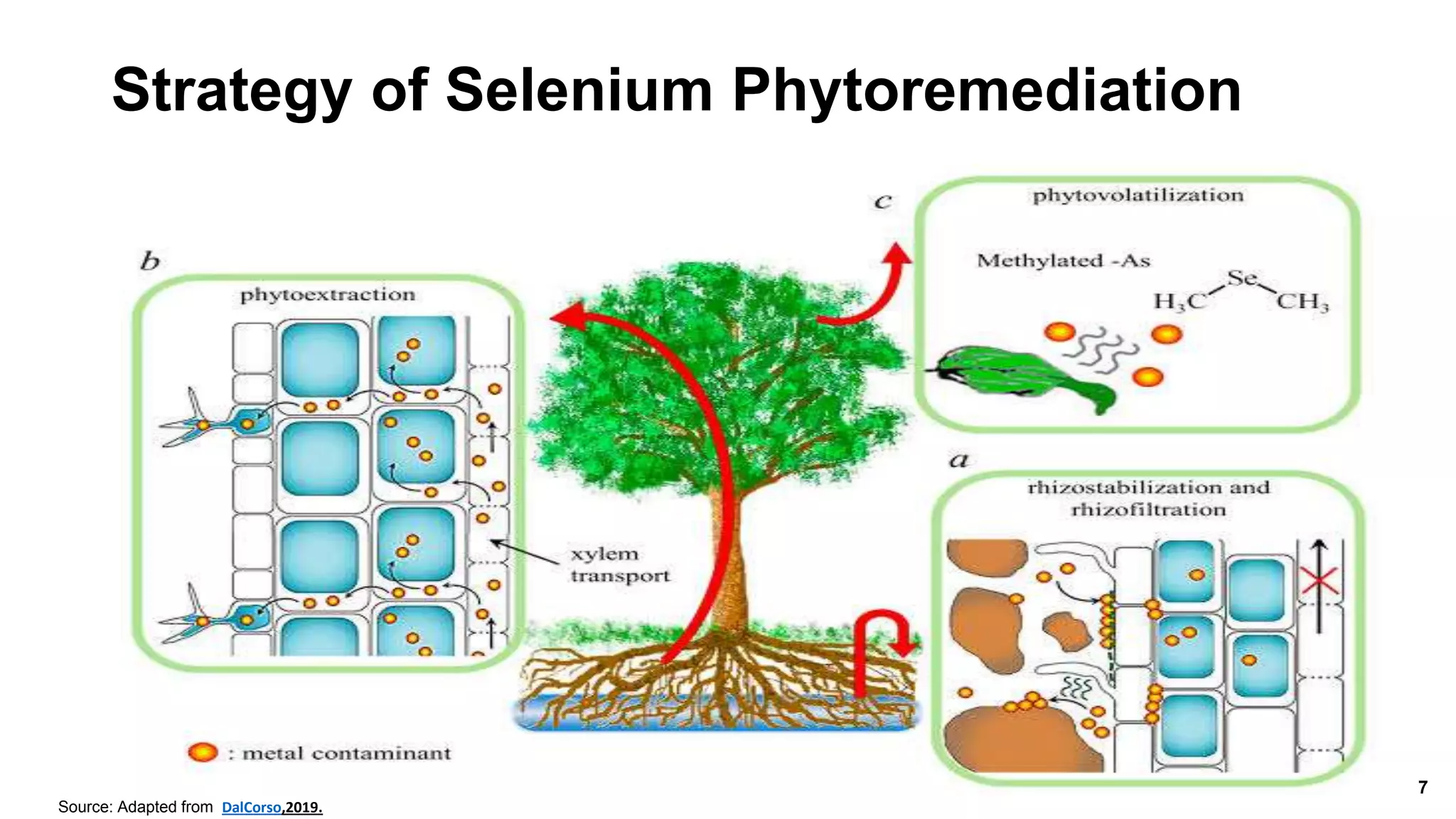 Biofortification and Phytoremediation Strategies of Selenium | PPTX