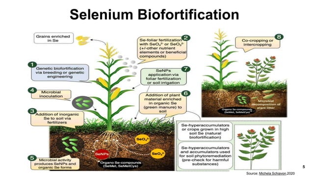 Biofortification and Phytoremediation Strategies of Selenium | PPTX ...