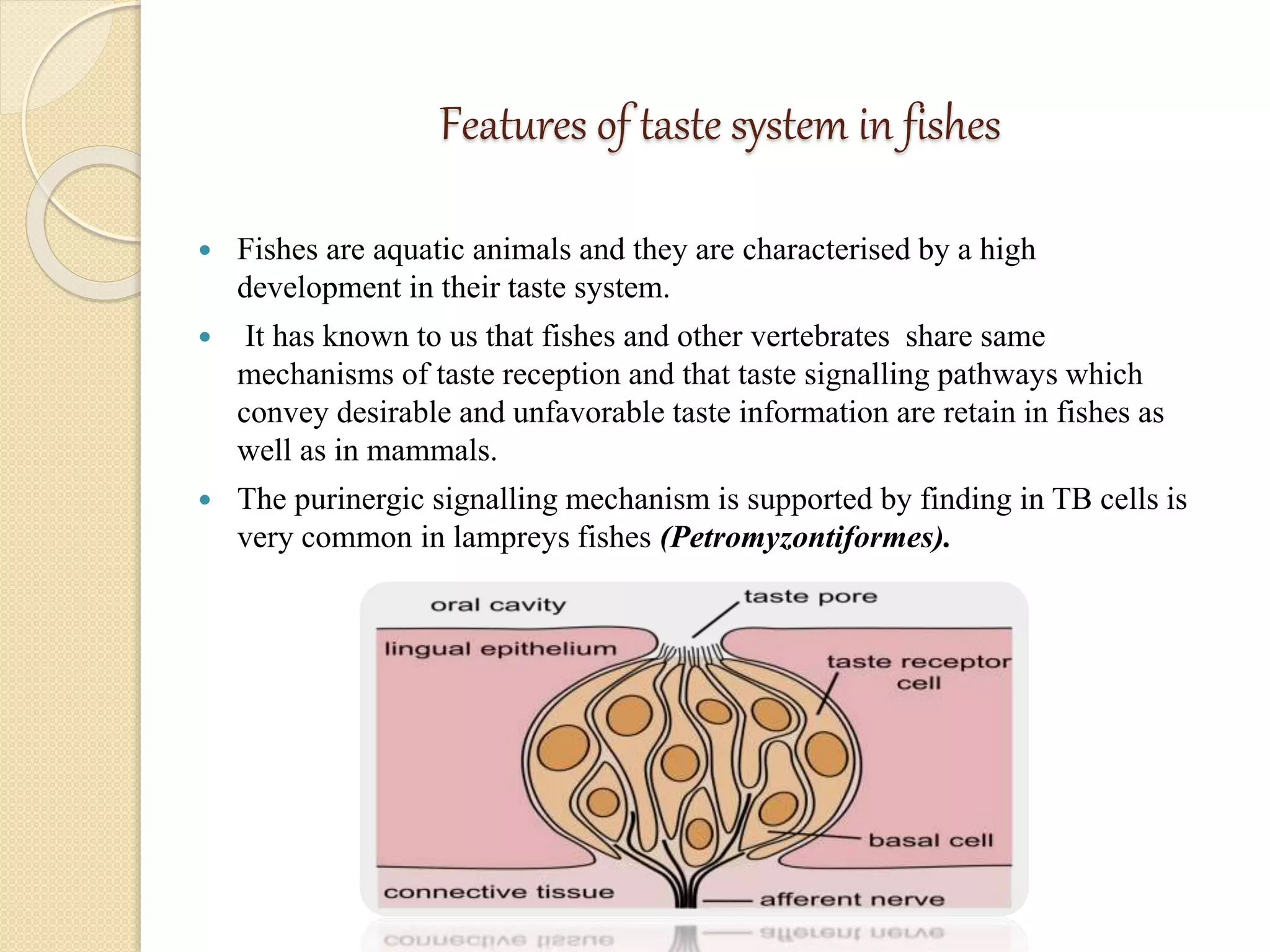 Taste System in Fishes | PPT