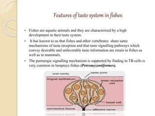 Taste System in Fishes | PPT