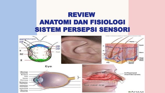 REVIEW SISTEM PERSEPSI SENSORI keperawatan | PPTX