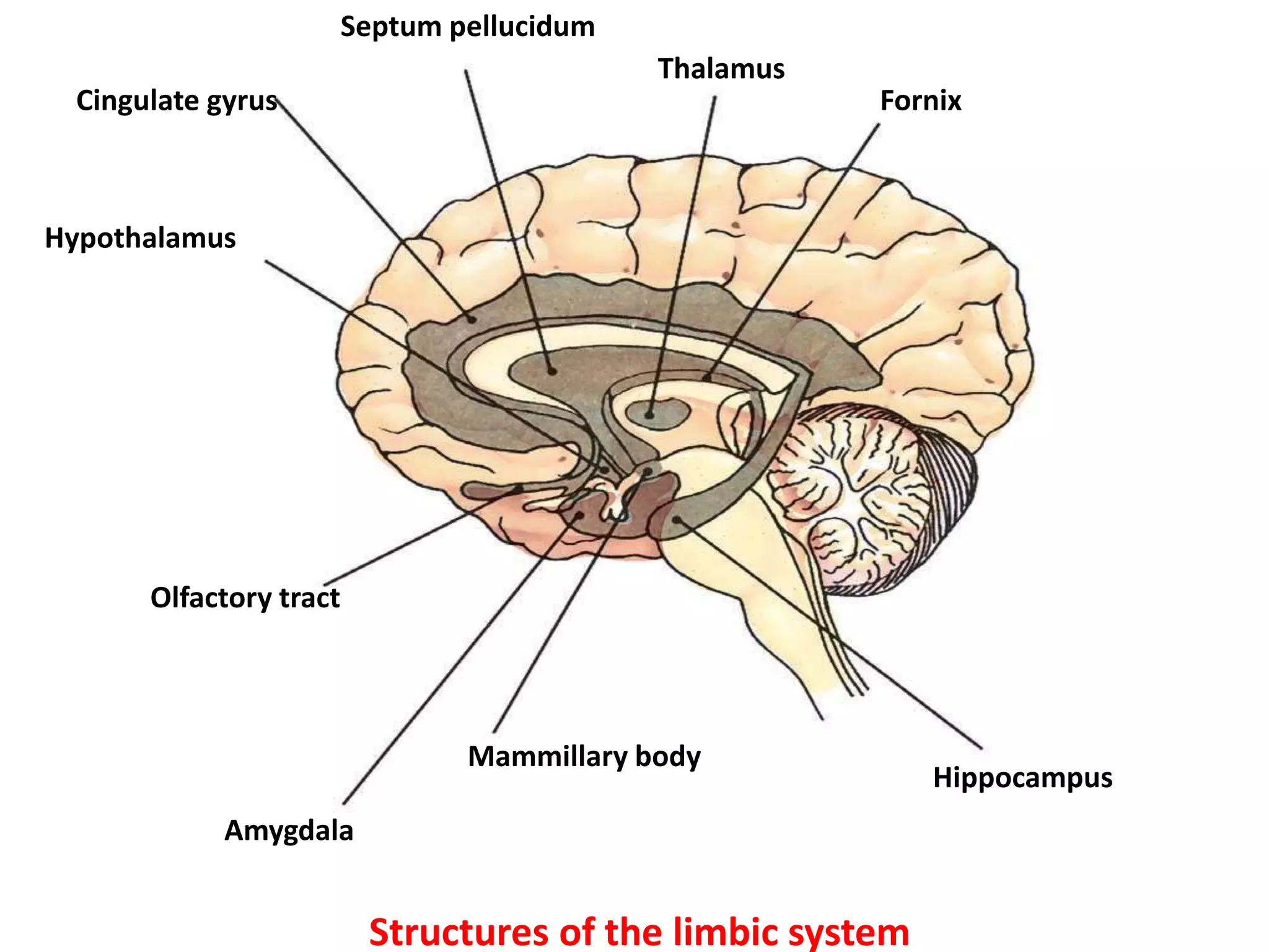 Review structure and function of brain, limbic system, ubnormal ...