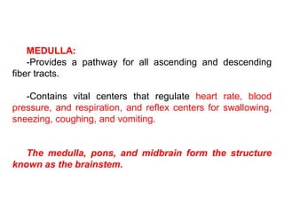 Review structure and function of brain, limbic system, ubnormal ...