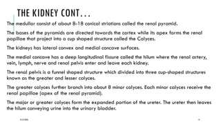REVIEW THE RENAL SYSTEM ANATOMY AND OTHER STRUCTURES - Copy.pptx