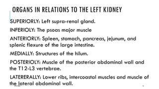 REVIEW THE RENAL SYSTEM ANATOMY AND OTHER STRUCTURES - Copy.pptx