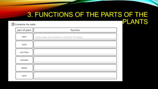 Review unit 4 Plant kingdom | PPTX