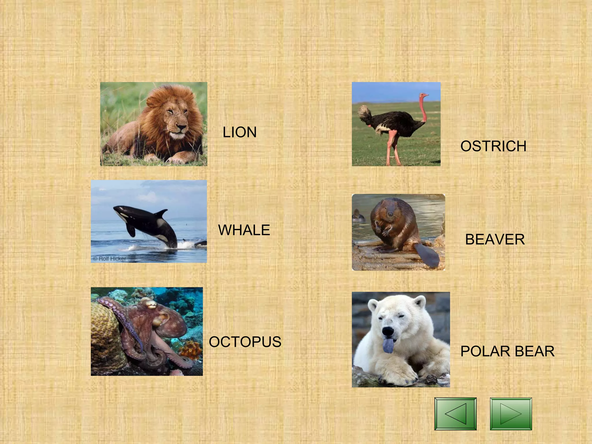 animal webquest | PPT