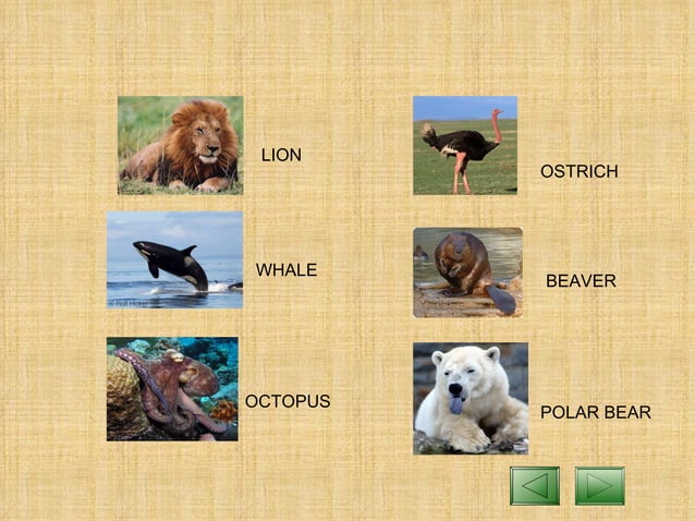 animal webquest | PPT