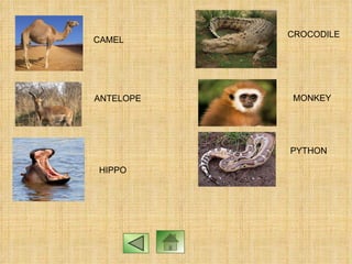 animal webquest | PPT