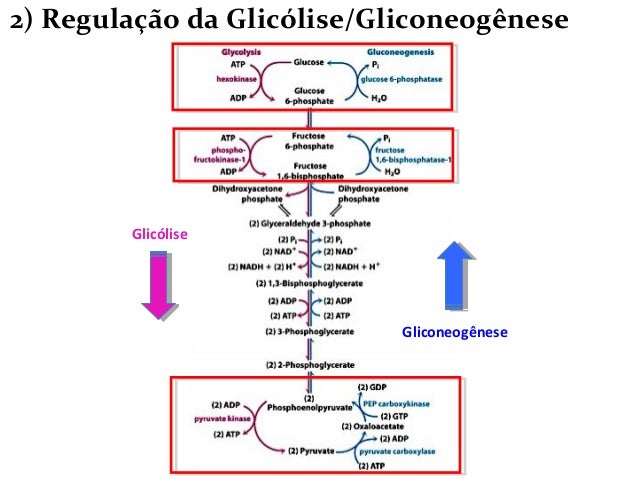 Revisao metabolismo prova_2