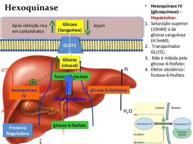 Revisao metabolismo prova_2