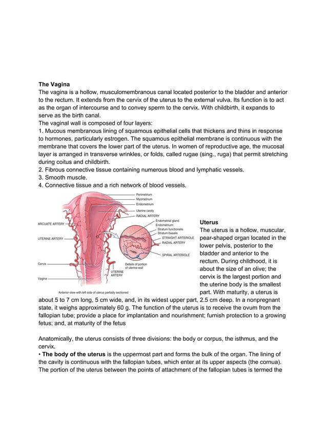 Revised-Anatomy-and-Physiology-of-Female-Reproductive-System.docx