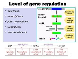Revised- Gene regulatiion Eukaryotics.pdf