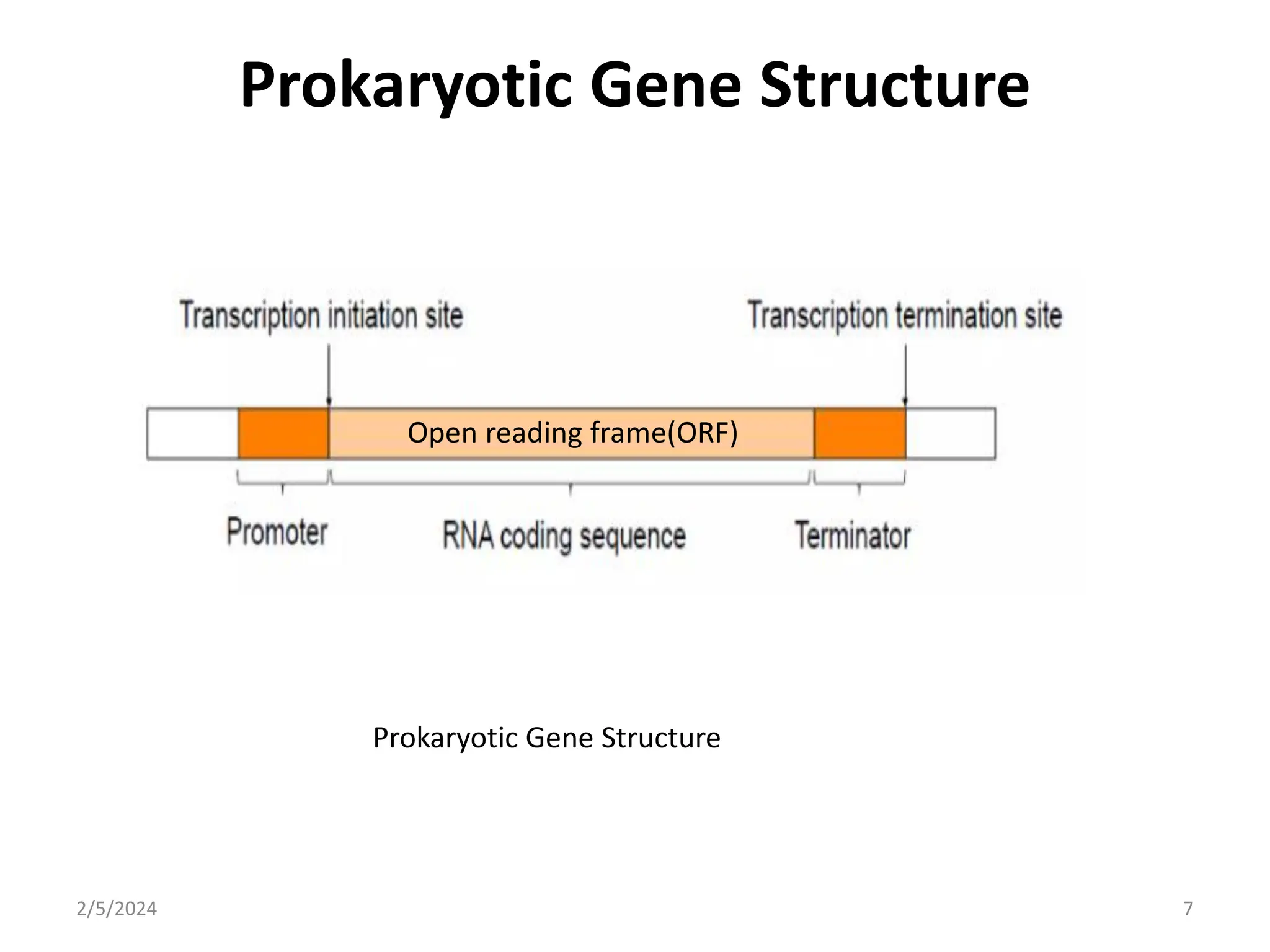 REVISED- Gene Regulation in prokaryotic.pdf