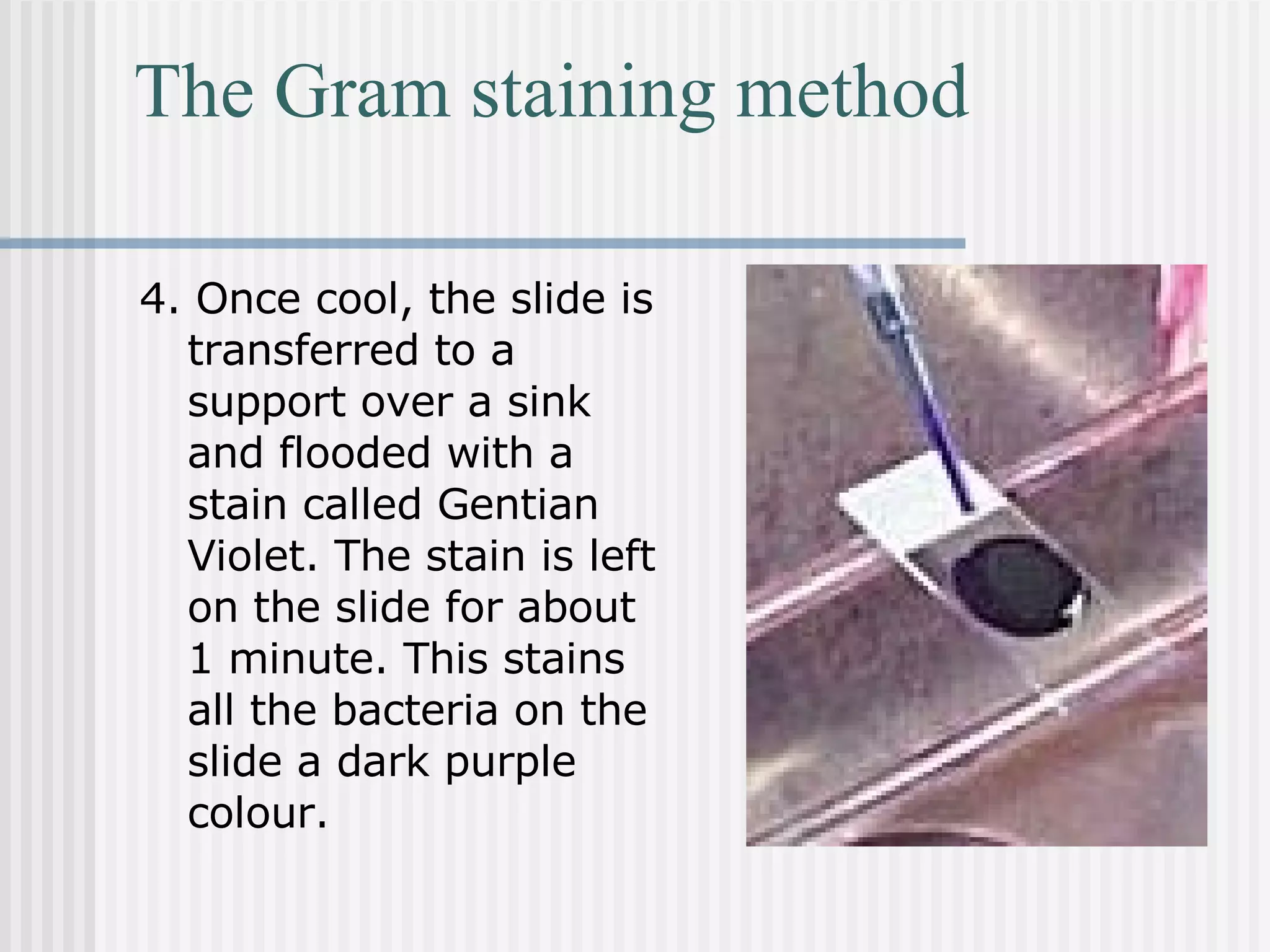 Revised Gram Staining | PPT
