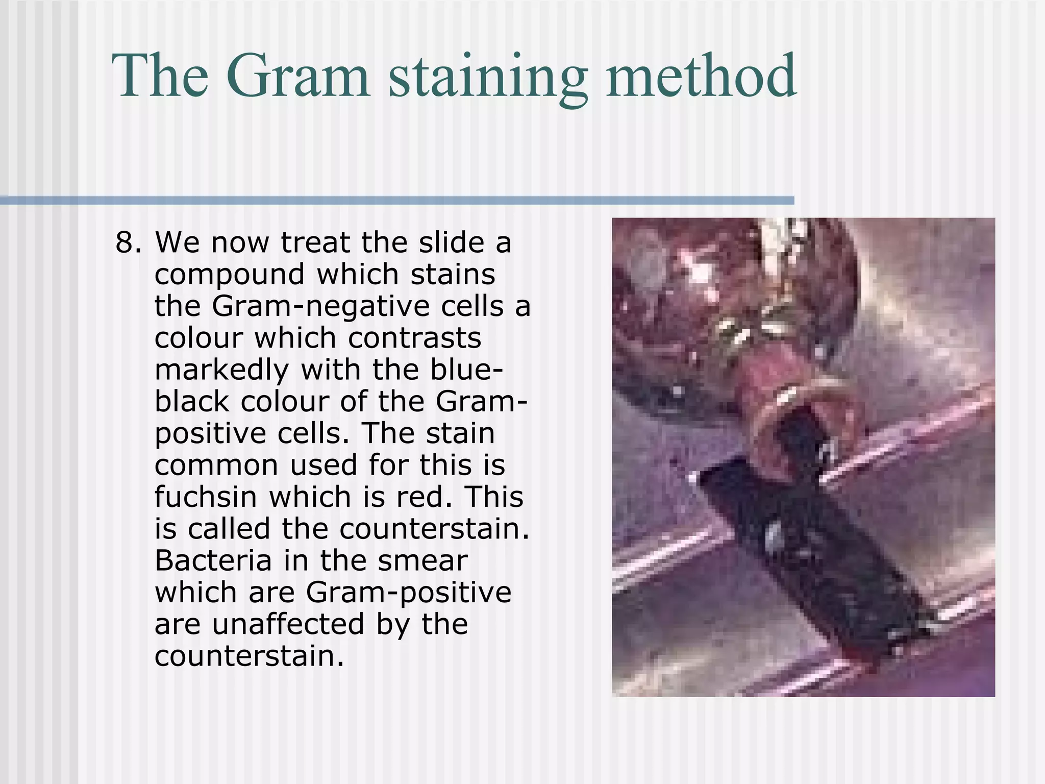 Revised Gram Staining | PPT