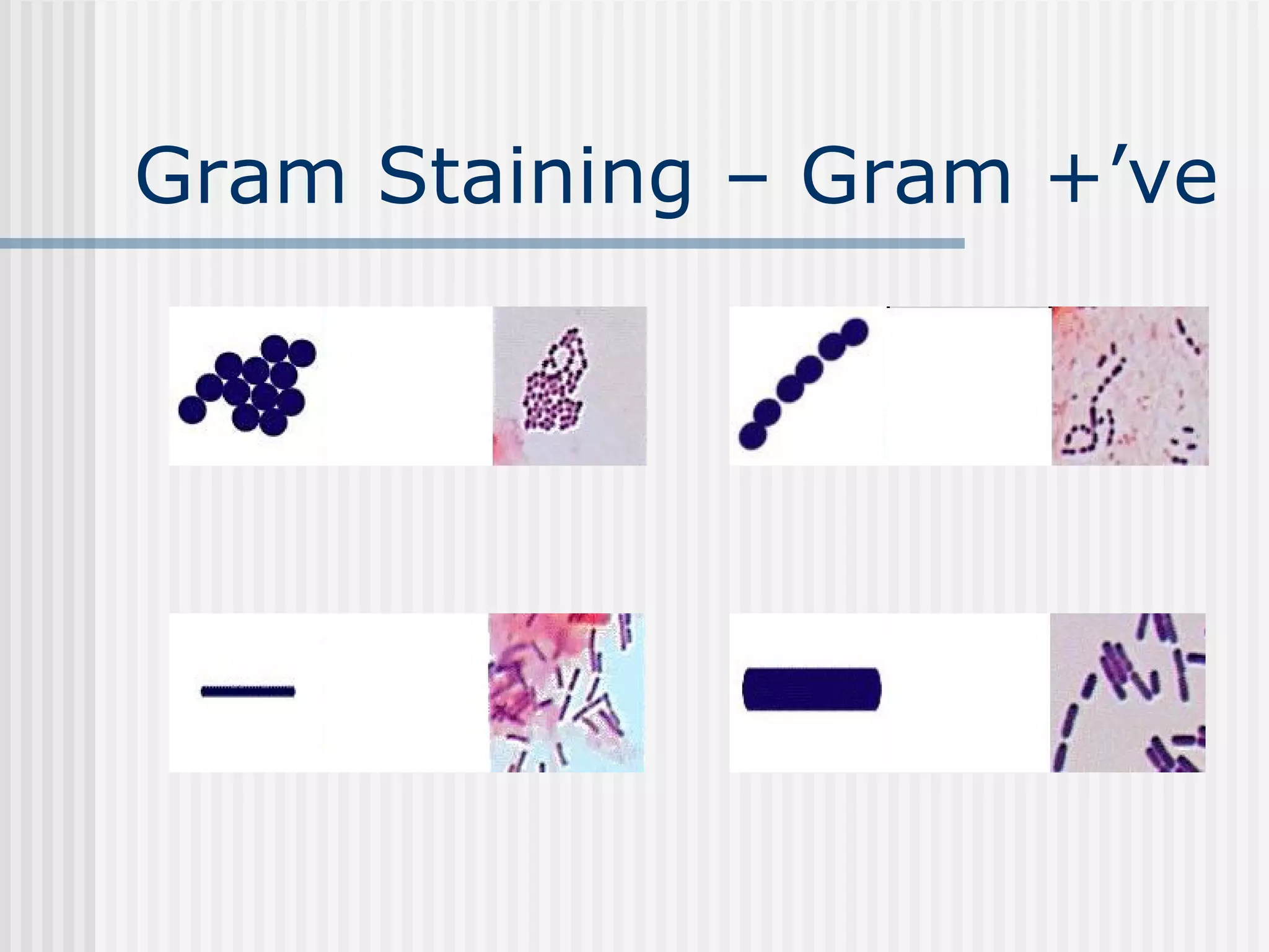 Revised Gram Staining | PPT