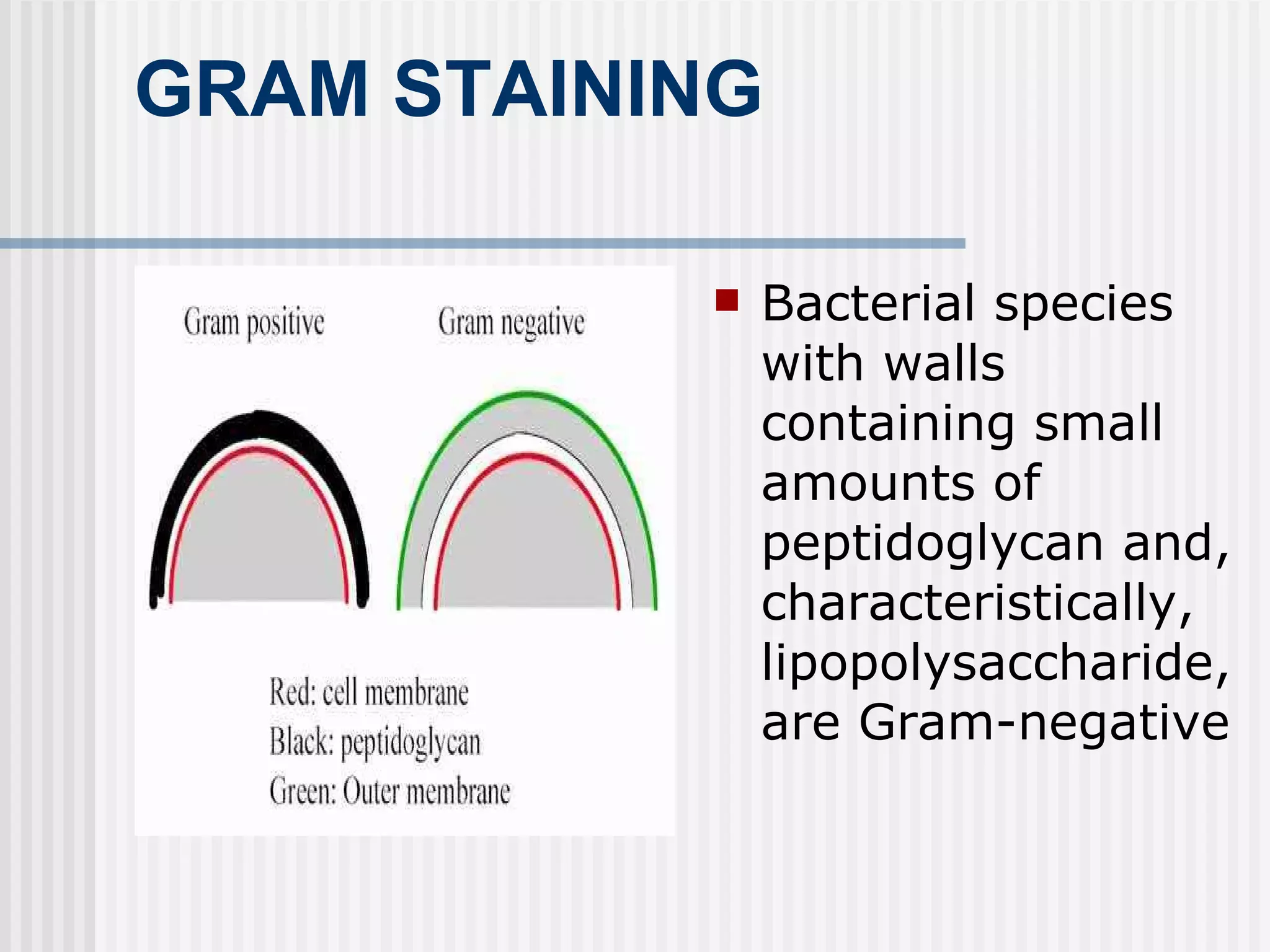 Revised Gram Staining | PPT