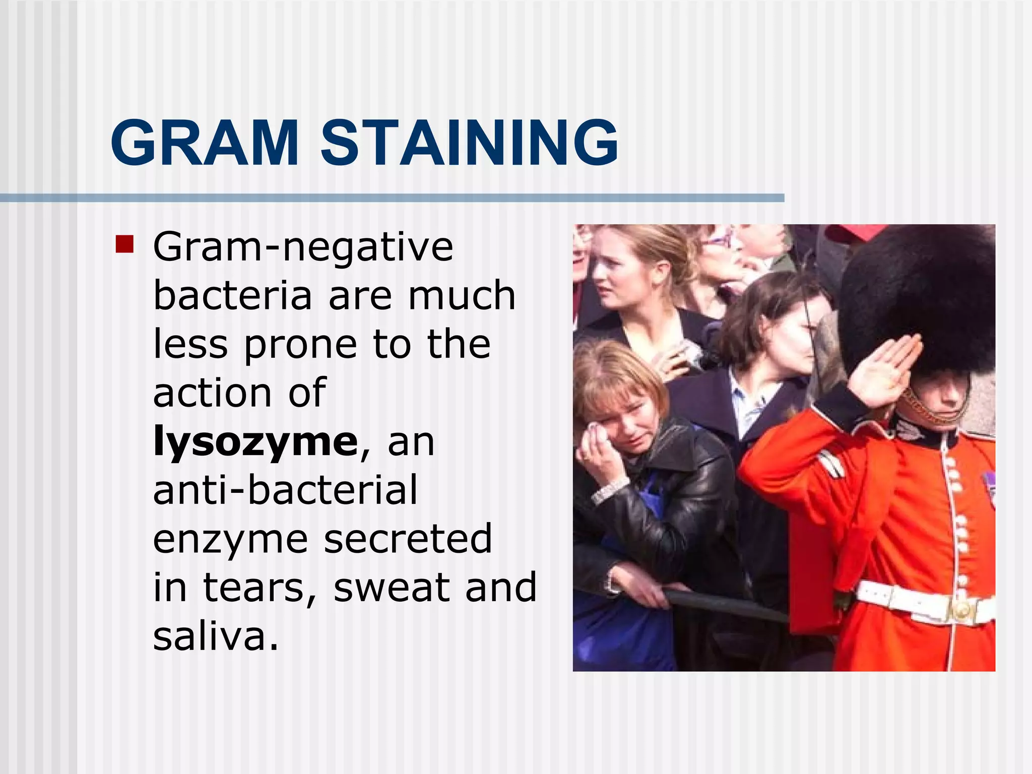 Revised Gram Staining | PPT