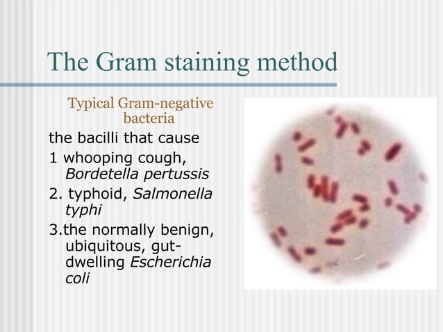 Revised Gram Staining | PPT