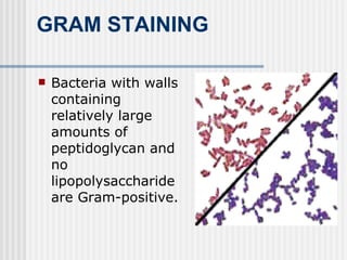 Revised Gram Staining | PPT
