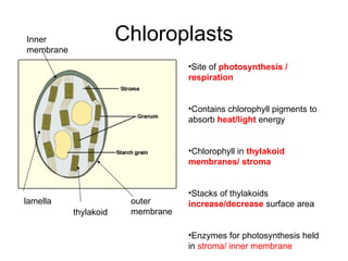 Revised Plant Cell Parts | PPT | Biological Sciences | Science