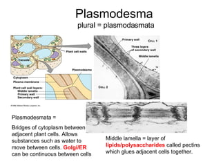 Revised Plant Cell Parts | PPT | Biological Sciences | Science