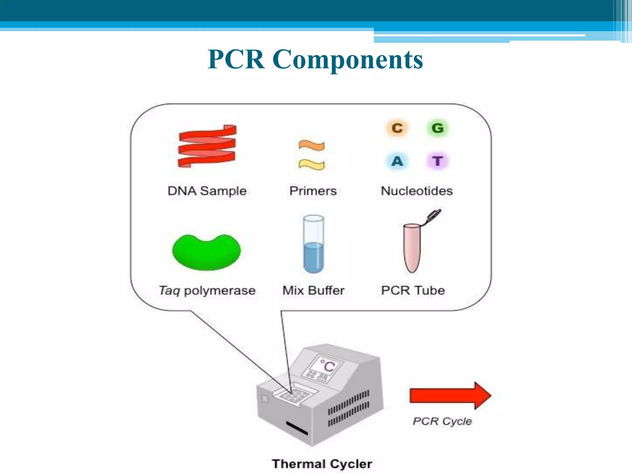 Polymerase Chain Reaction | PPTX