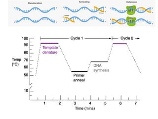 Pcr Diagram For Kids