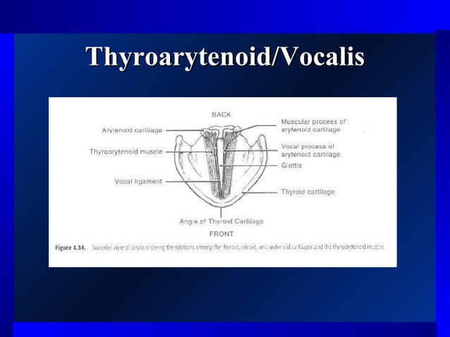Revised review of phonatory physiology | PPT