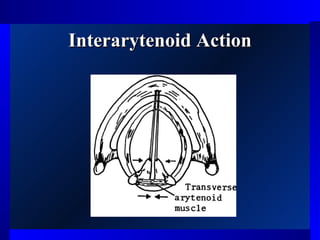 Revised review of phonatory physiology | PPT