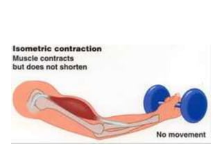 Isometric Vs Isotonic: How To Train Your Muscles SportsCare PT ...