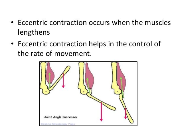 isotonic and isometric