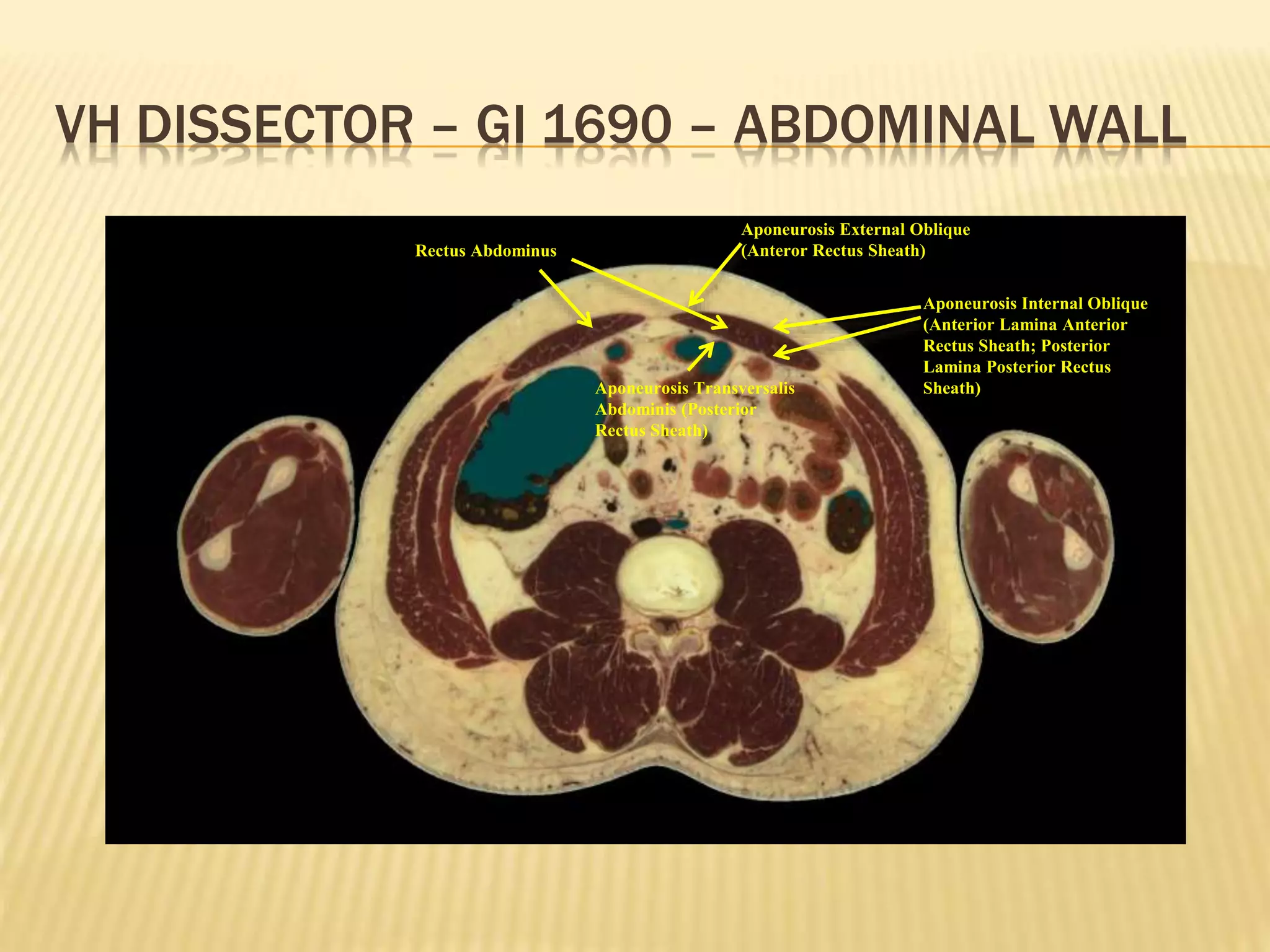 GI anatomy review | PPTX