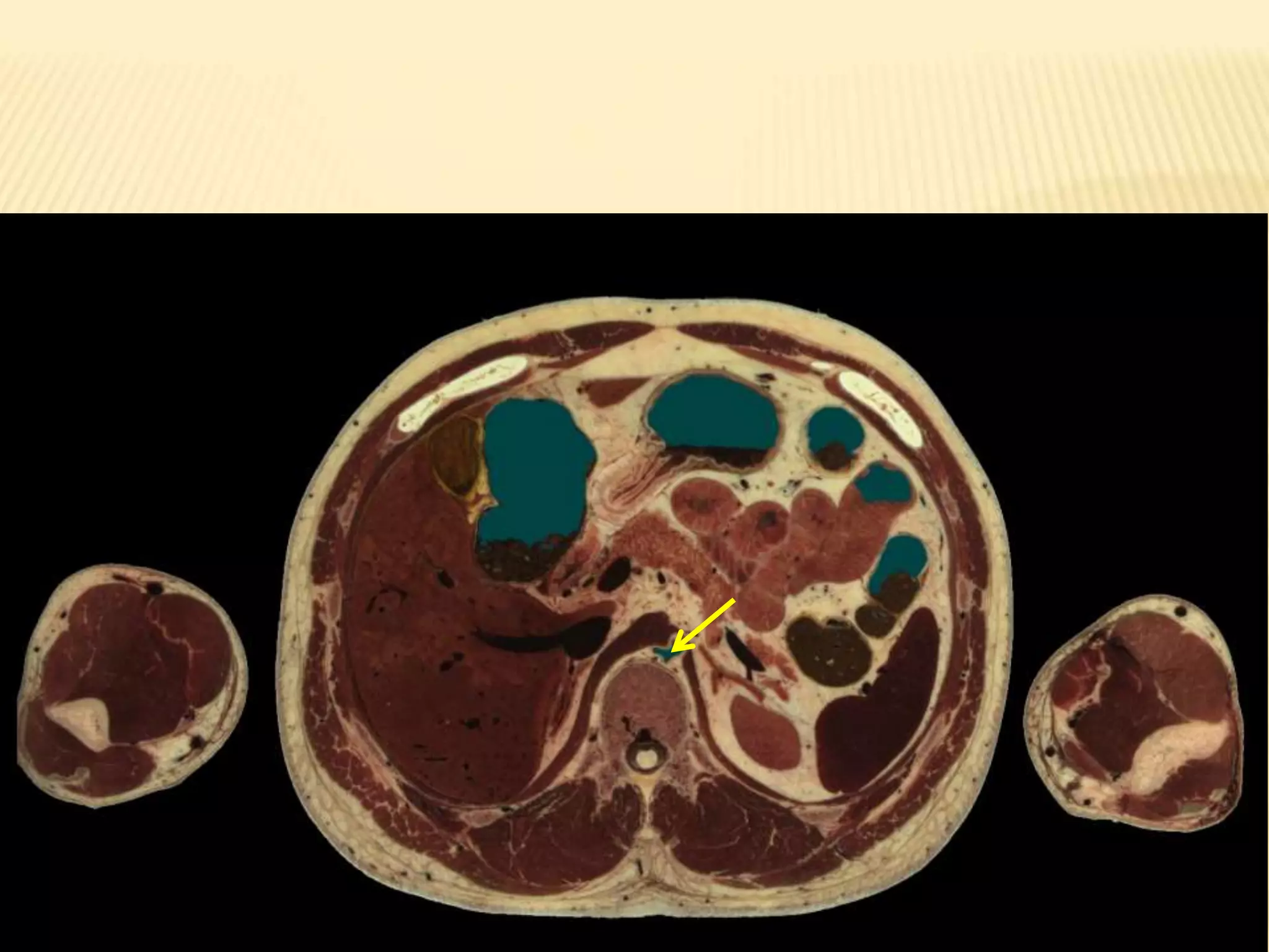 GI anatomy review | PPT