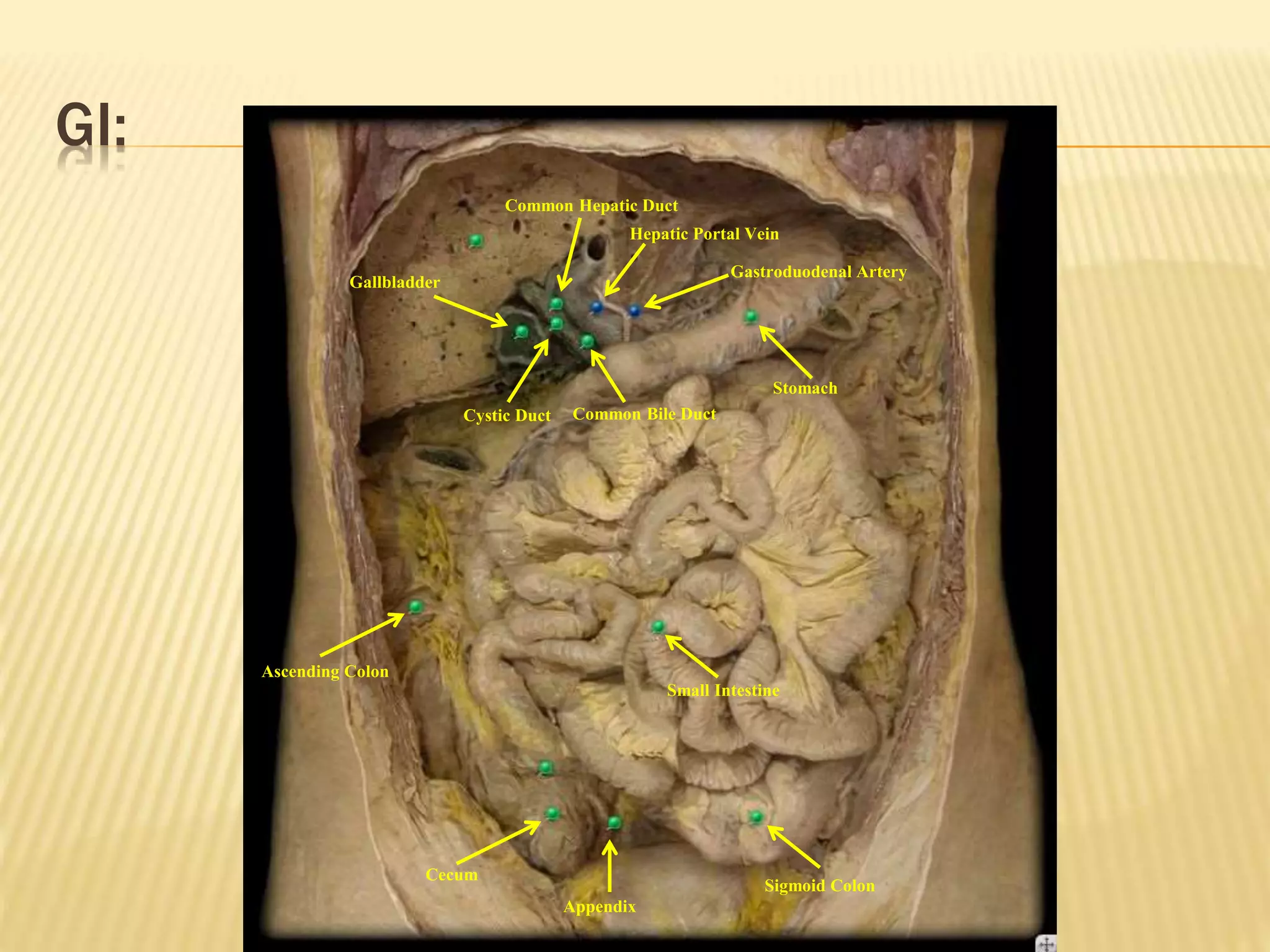 GI anatomy review | PPTX