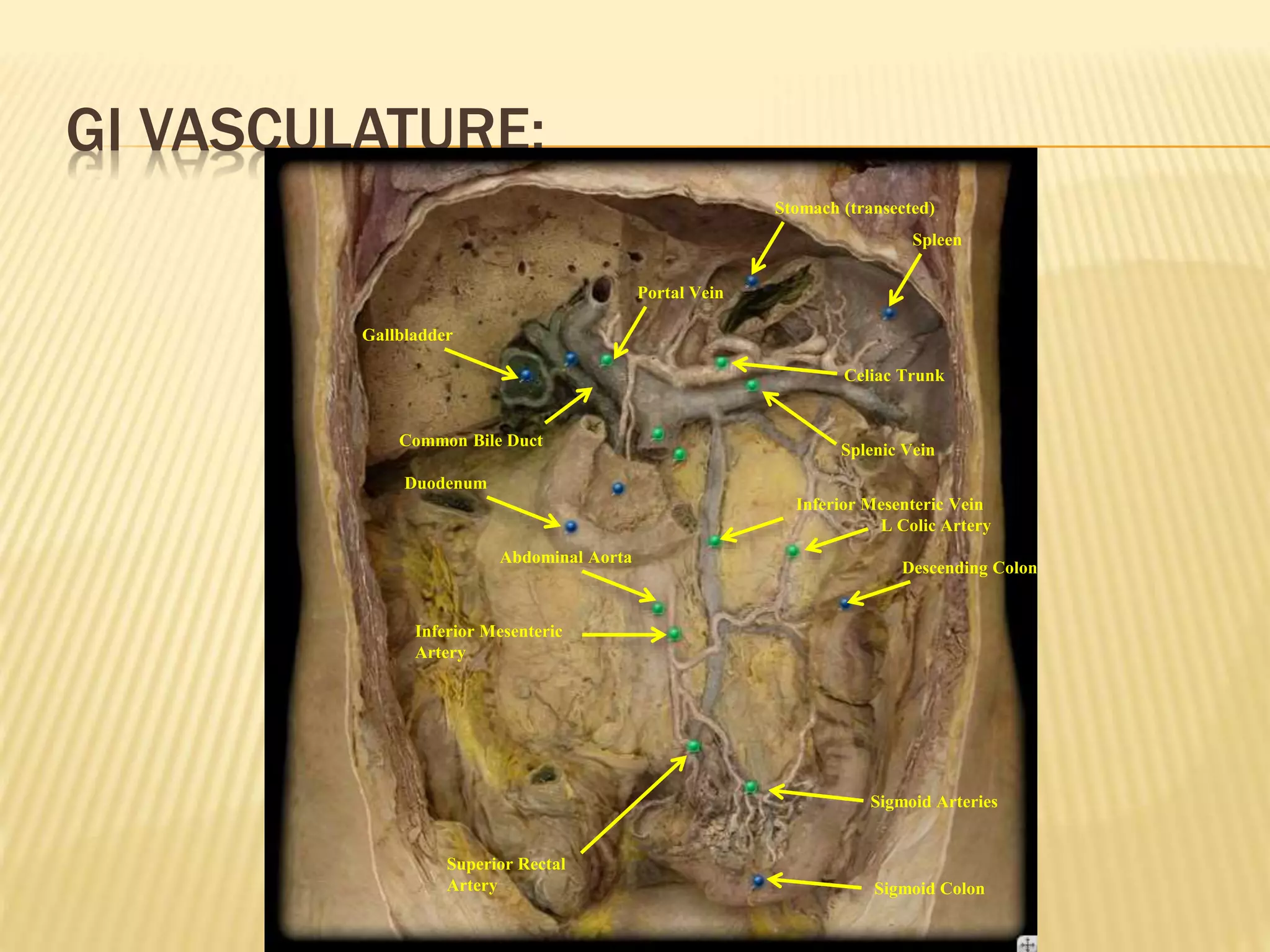 GI anatomy review | PPTX