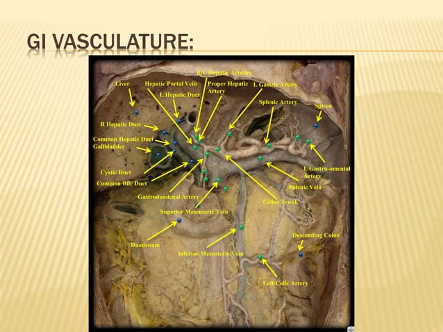 GI anatomy review | PPT
