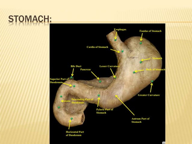 GI anatomy review | PPT