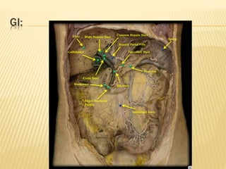 GI anatomy review | PPTX