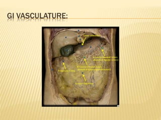 GI anatomy review | PPTX