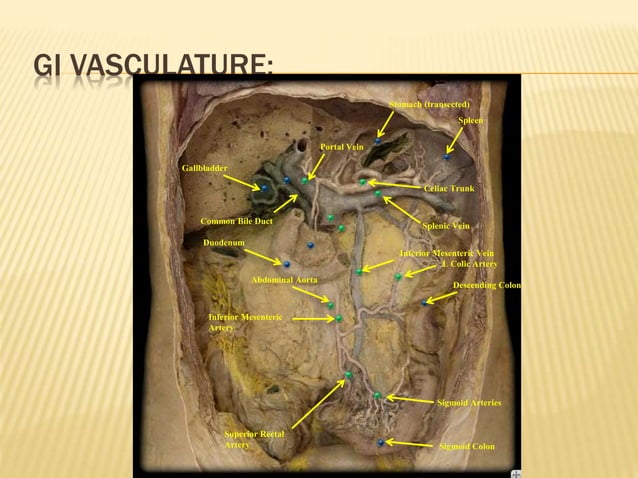 GI anatomy review | PPT