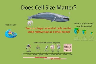Cell Size Poster | PPTX