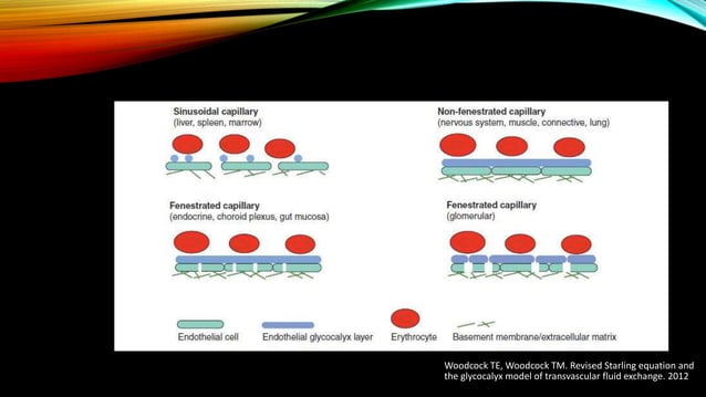 Revised Starling Equation and The Endothelial Glycocalyx (snf_akbar) | PPT