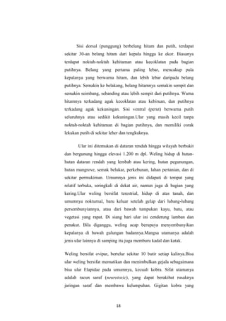 KARYA ILMIAH ULAR SUCI (Bungarus candidus) SEBAGAI DAYA TARIK WISATA DI ...