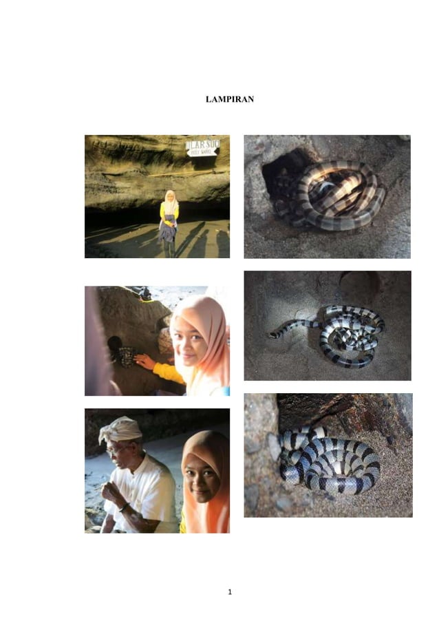 KARYA ILMIAH ULAR SUCI (Bungarus candidus) SEBAGAI DAYA TARIK WISATA DI ...