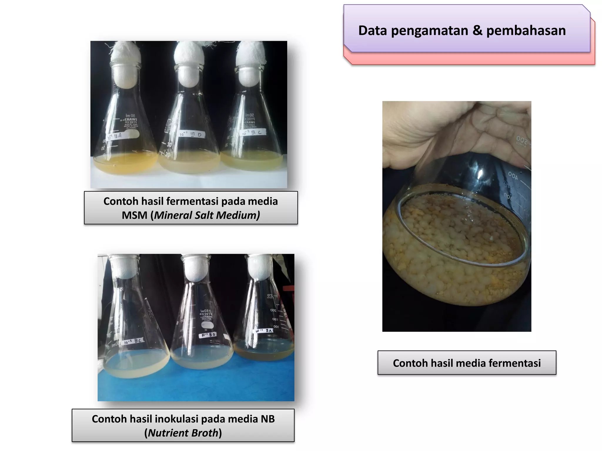 PEMBUATAN MEDIA CAIR & INOKULASI BAKTERI Bacillus Subtilis ITBCCB148 ...