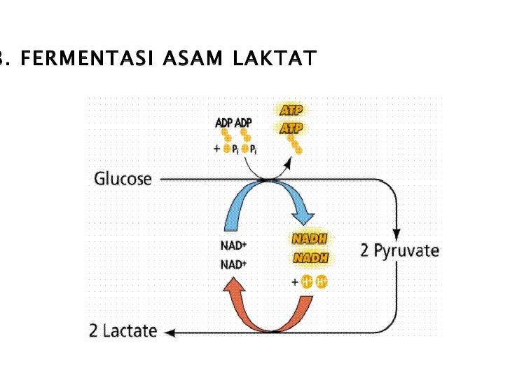Revisi mitokondria baru