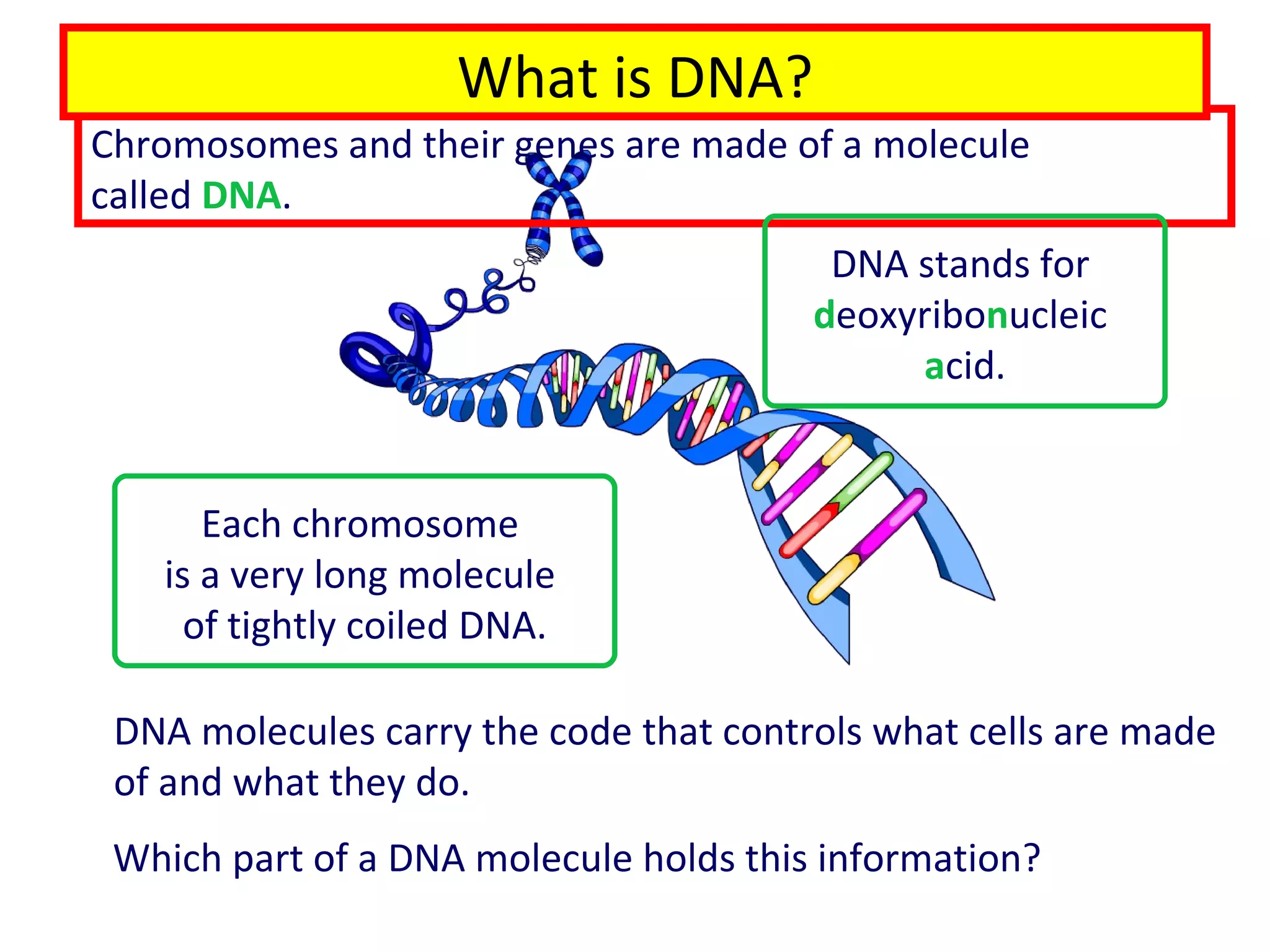 Biology GCSE OCR B3 revision 1 | PPT | Genetics | Science
